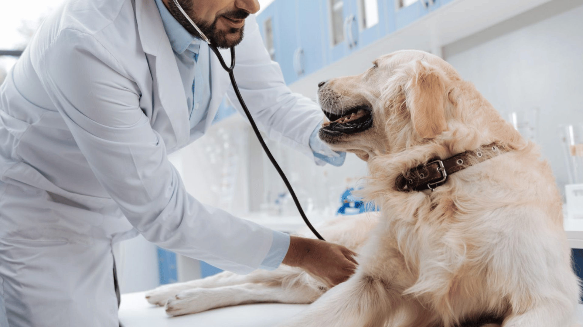 Pet Laboratory Testing In Redondo Beach, CA | Pacific Animal Hospital
